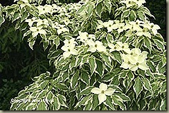 Such Handsome Dawgs! | Teza's Hortus Magnificum